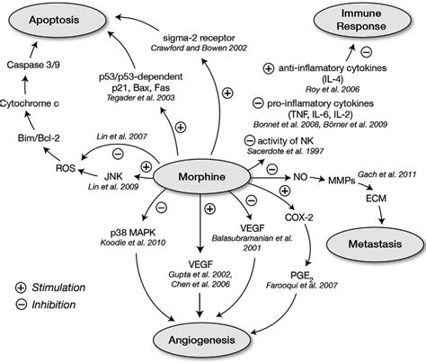 Possible Pathways Other Than Through The Opioid Receptors By Which