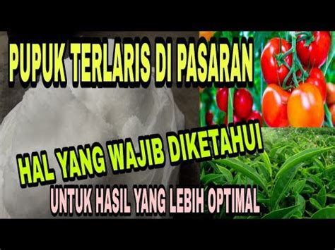 PUPUK UREA Cara Pemberian Pupuk Urea Pada Tanaman YouTube