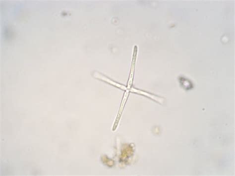 Id Help Algae Sampling Researchgate