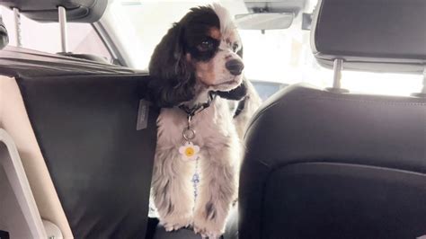 견생 처음으로 서울을 떠나요 이사vlog Youtube