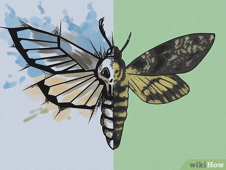 What Do Death Moths Symbolize Meaning And Cultural Significance