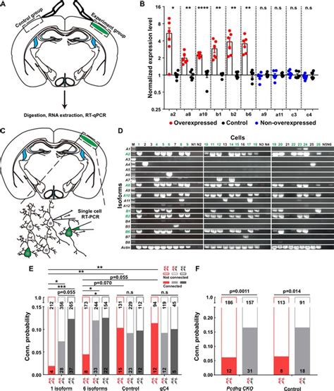 Combinatorial Expression Of γ Protocadherins Regulates Synaptic