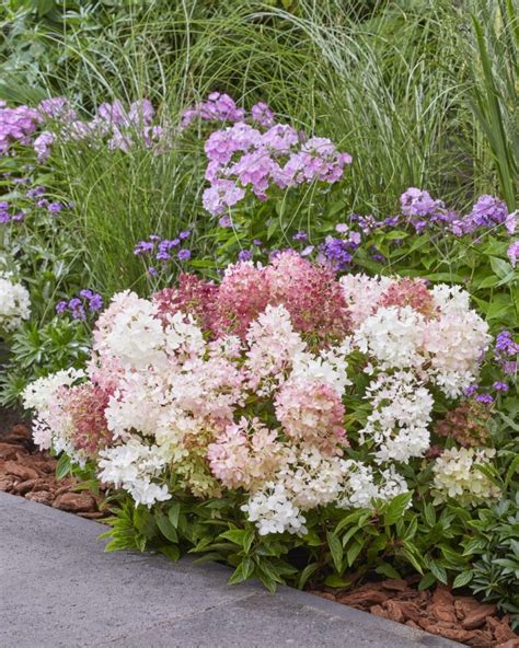 Hydrangea Paniculata Groundbreaker Blush La Primera Hortensia