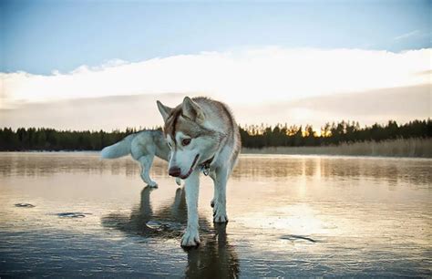 صور جميلة لذئاب في بحيرة سيبيريا المتجمدة