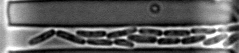 Pythonopencv — Centroid Determination In Bacterial Clusters Stack