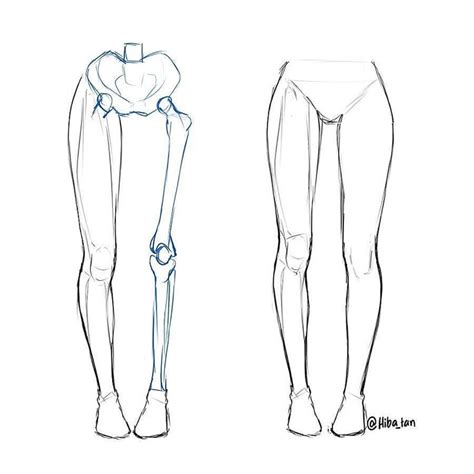 Legs Anatomy Reference At Alexis Owen Blog