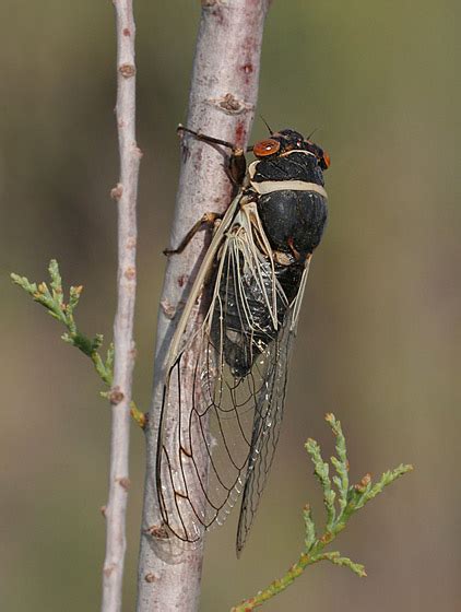 Cicada Tibicen Sp Diceroprocta Apache Bugguidenet