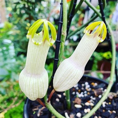 Adult Plants That Look Like They Come Straight Out Of Porn World