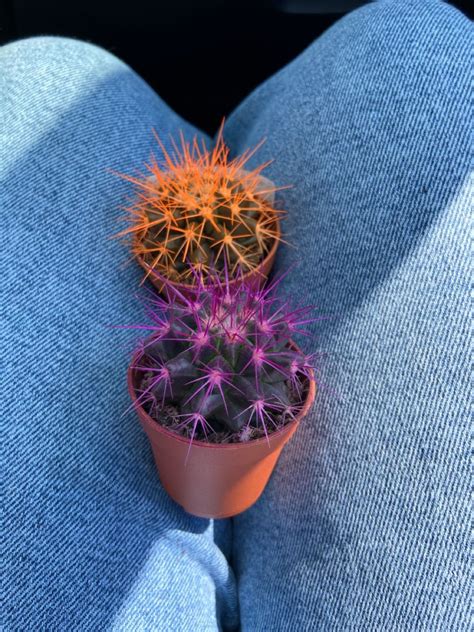 Кактусы Кактус Цветы в горшках Растения