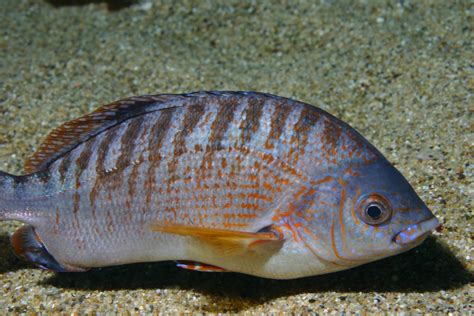 Rainbow Surfperch Oregon Coast Aquarium
