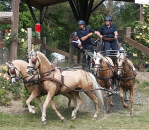 Galopbe Saumur Fotos Van Sofie Boterman