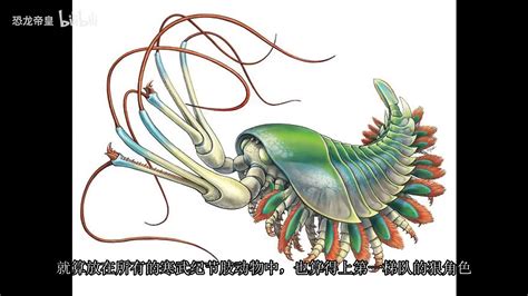 谁是海中的瑞士军刀？【大附肢类篇（2）】林乔利虫目 哔哩哔哩