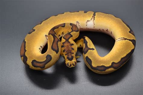 Enchi Clown Vanilla Ball Python By Dd Exotics Morphmarket
