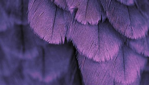 Microstructural Architecture Of Feathers