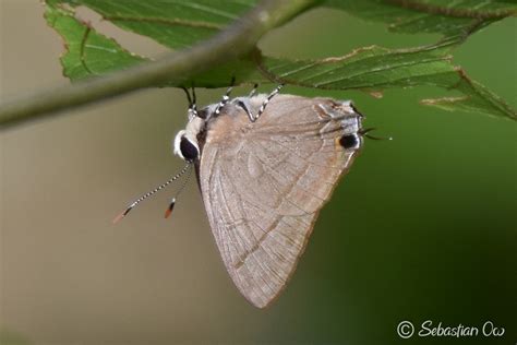 Cancer Zodiac Butterfly 60 Photos