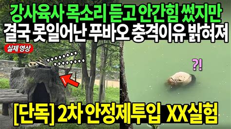 강사육사 목소리 듣고 안간힘 썼지만 결국 못일어난 푸바오 충격이유 밝혀져 Youtube