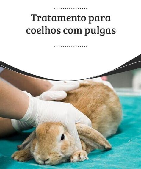 Tratamento Para Coelhos Com Pulgas Coelhos De Estimação Cuidados Com Coelho Coelhos