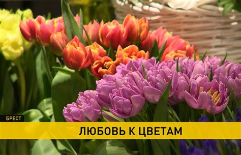 Тюльпаны, розы и мимозы. Как белорусы выращивают цветы и какие букеты ...