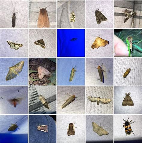 moth monitoring