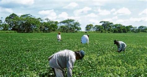 Cultivo De Soya Una Opción Para El Empleo En El Agro