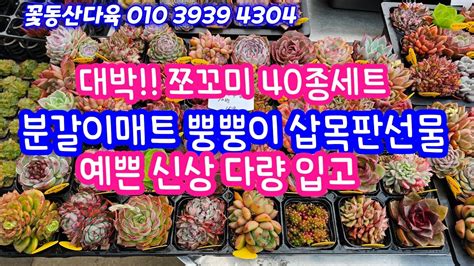 24213 대박 쪼꼬미40종세트 선물도 대박🌼 예쁜신상 다량입고🌼 쪼꼬미는 역시 꽃동산다육 010 3939 4304 전국