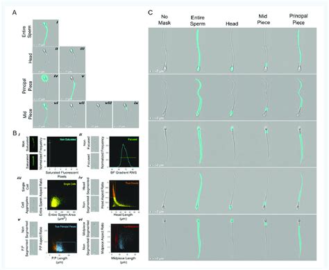 Sperm Segmentation And Population Selection Procedures A Steps Used Download Scientific