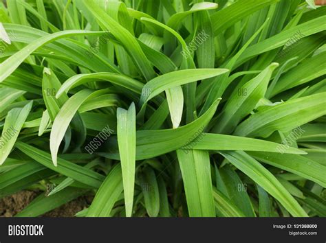 Green Long Leaves Image And Photo Free Trial Bigstock