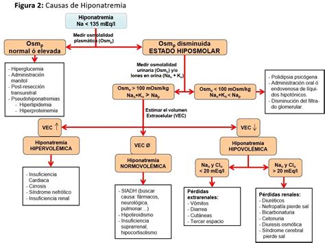 Osmolaridad Urinaria Normal Para Su Comprensión Doctor Online