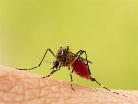 5 Ways To Get Rid Of Mosquito Bites Quickly According To Doctors Self
