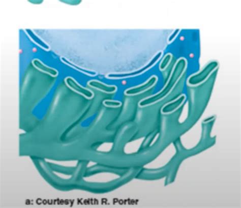 Cell Lecture Nucleus And Organelles Flashcards Quizlet