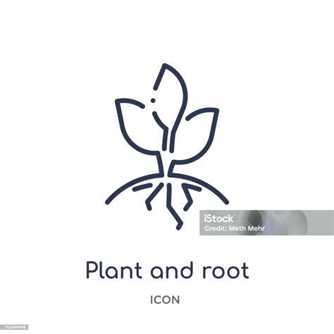 생태 개요 컬렉션에서 선형 식물과 루트 아이콘 얇은 라인 식물과 뿌리 벡터 흰색 배경에 고립 식물과 뿌리의 유행 그림 나무에 대한 스톡 벡터 아트 및 기타 이미지 Istock