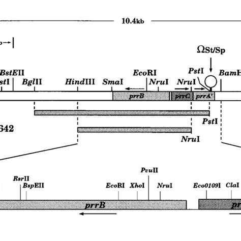 Restriction Map Of The 104 Kb Ncoi Fragment Cloned From Chromosome I