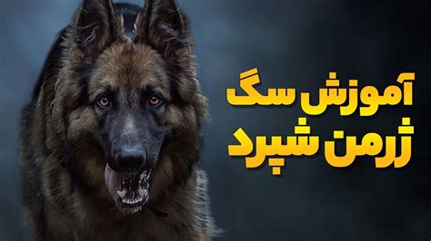 آموزش سگ ژرمن شپرد راهنمای نگهداری از سگ ژرمن شپرد Youtube