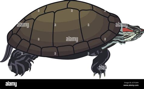 Vector Red Eared Slider Turtle Stock Vector Image And Art Alamy Vector Red Eared Slider Turtle Stock Vector Image And Art Alamy