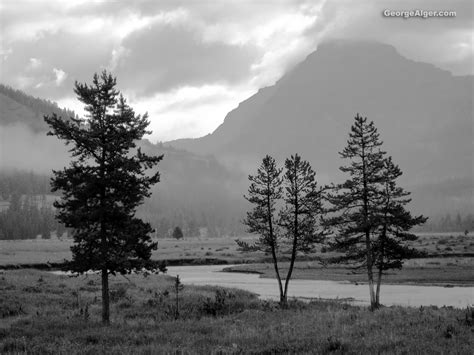 Three Trees