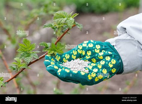 Farmer Hand Dressed In A Glove Holding Chemical Fertilizer Next To The Raspberry Bush Stock