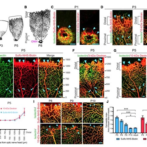 Neurovascular Unit Of The Retina In Nondiabetic And Diabetic Download Scientific Diagram