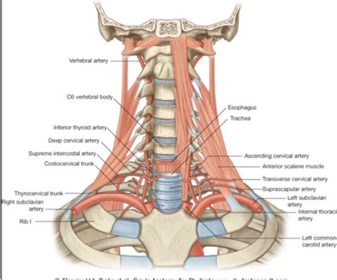 Anatomy Ii Exam 3 Neck Region Flashcards Quizlet