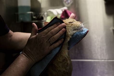 Meet Chris Raimo Founder And Ceo Of The Happy Cat Hotel Franchising Shoutout Dfw