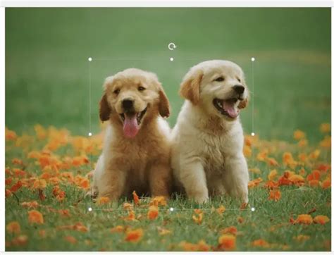 How To Blur Part Or Entire Image In PowerPoint Vegaslide