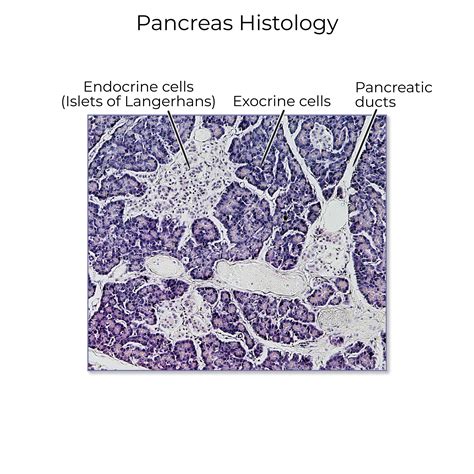 Physiology Endocrine Pancreas And Insulin Secretion Ditki Medical And Biological Sciences