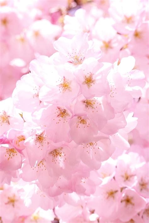 2024年春「日本さくら名所100選一覧」都道府県別｜桜の見頃・種類・本数・住所は？ Cherry Blossom Japan Pink Trees Cherry Blossom