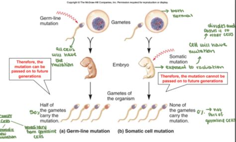 Dna Mutations Flashcards Quizlet