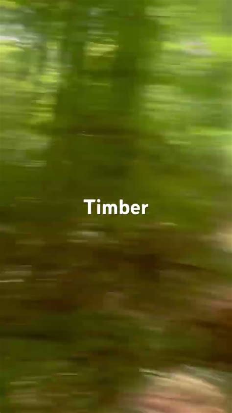 Logger Youtube