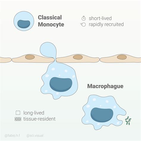 Quick Difference Between A Monocyte Vs Macrophague Behance