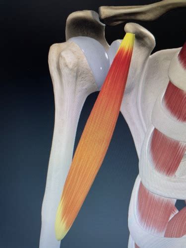 Muscle Coraco Brachial Cartes Quizlet