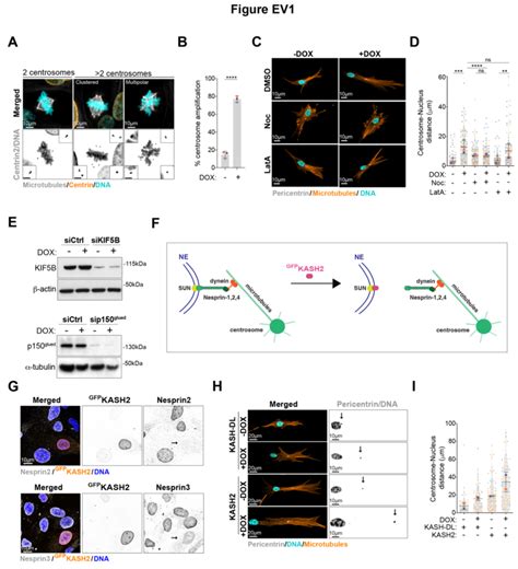Figure Ev1 Microtubules Mediate Increased Centrosome Displacement In