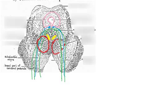Midbrain Superior Colliculus Diagram Quizlet