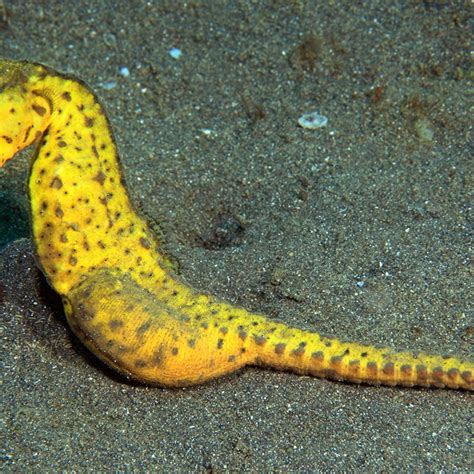 Seahorse