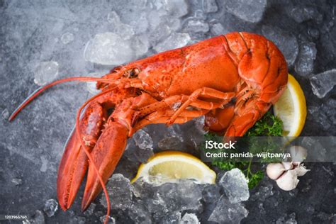 검은 접시 배경에 신선한 랍스터 음식 허브 향신료 레몬 로즈마리와 붉은 랍스터 저녁 식사 해산물 요리 레스토랑 미식가 음식 건강한 삶은 랍스터에서 테이블과 얼음을 제공